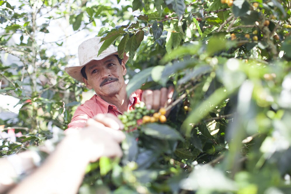 Growing Coffee With Integrity & Sustainability | Nestle Professional AU