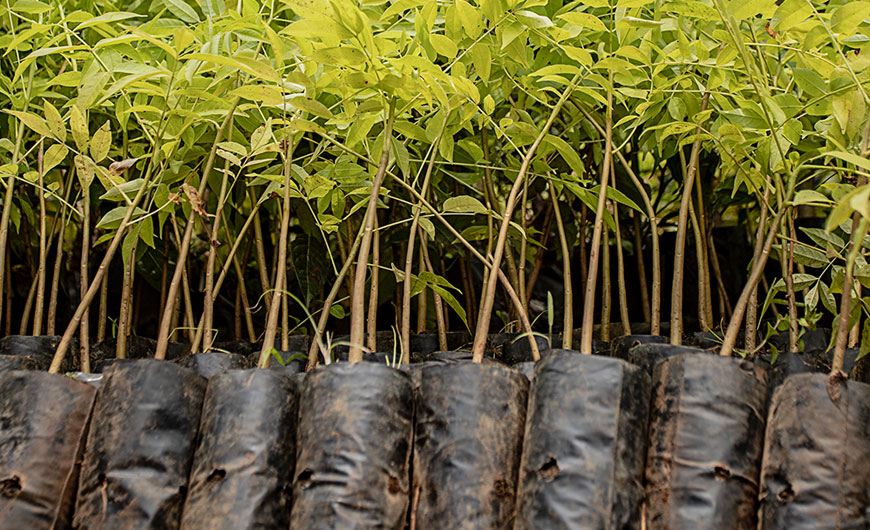 Sustainability | Protecting the Environment | Nespresso USA