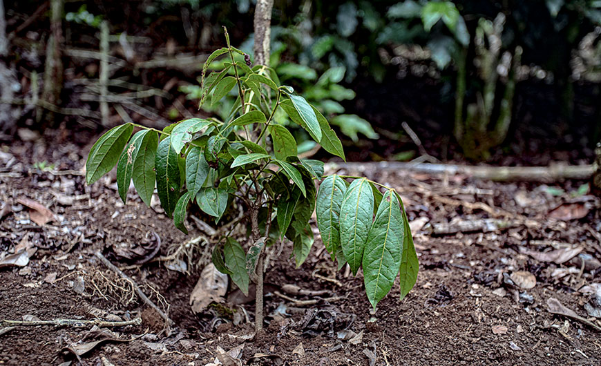 Sustainability | Protecting the Environment | Nespresso USA