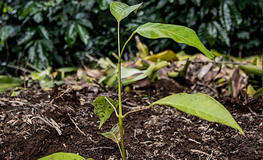 Sustainability | Protecting the Environment | Nespresso USA